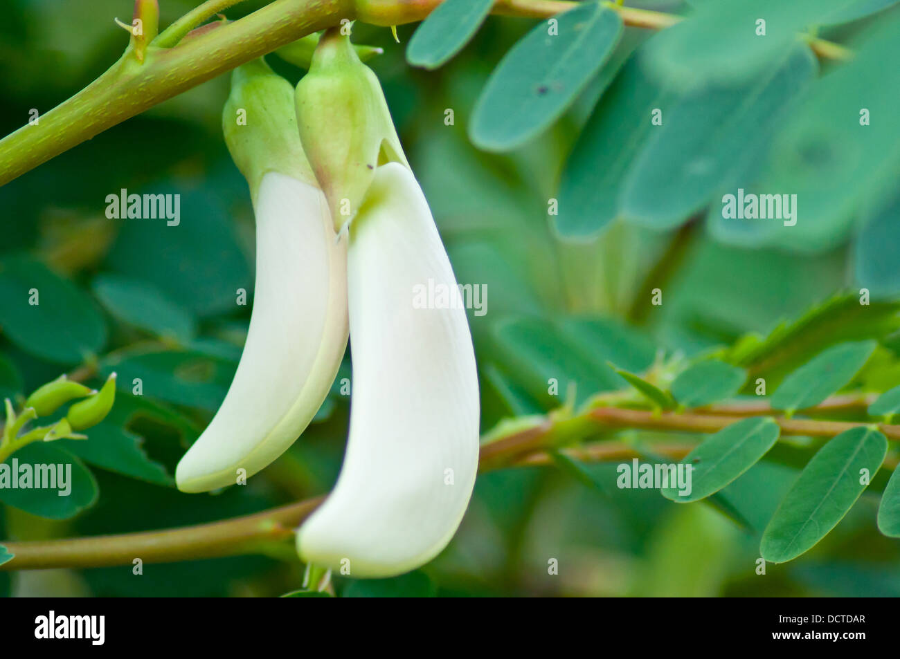 Agasta hi-res stock photography and images - Alamy