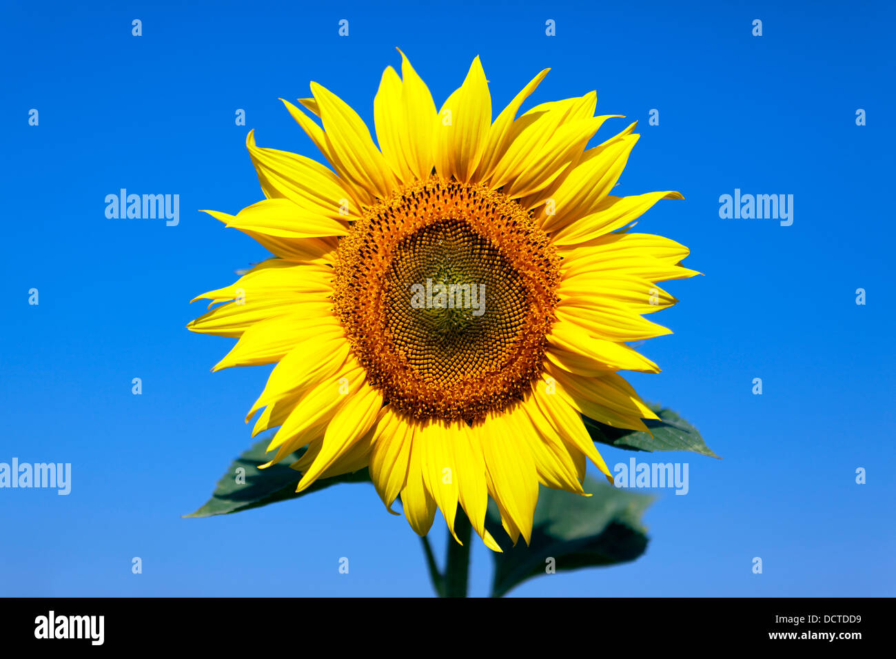 Big blooming sunflower background hi-res stock photography and images ...