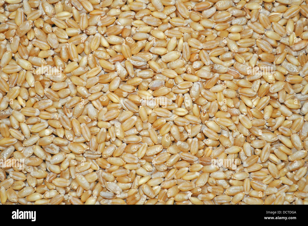 Wheat husk hi-res stock photography and images - Alamy