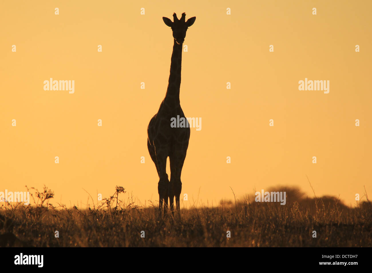 Giraffe Golden Gold stare from the Wilds of Africa. Wildlife silhouette ...