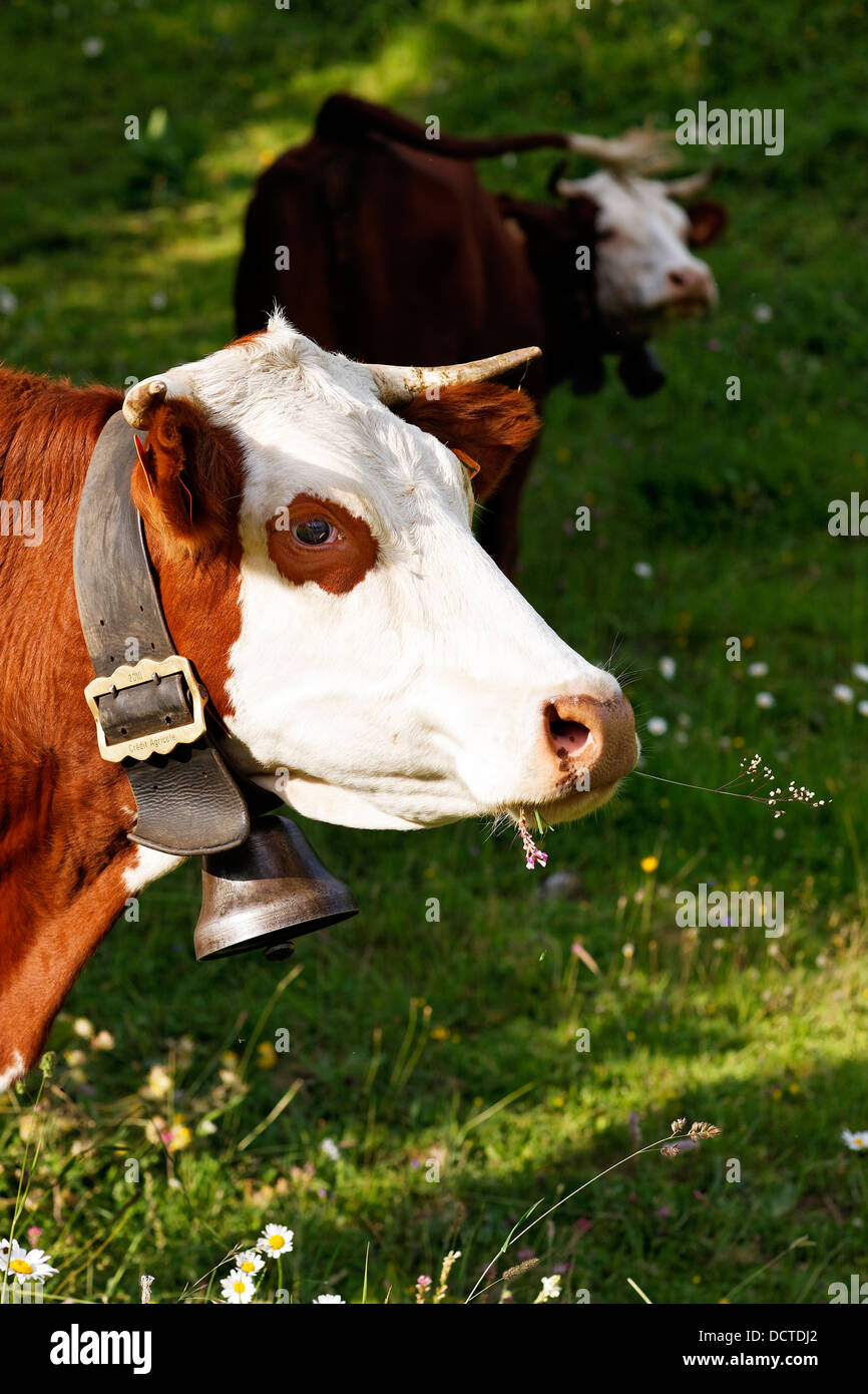 portrait of alpine cow with bell Stock Photo - Alamy