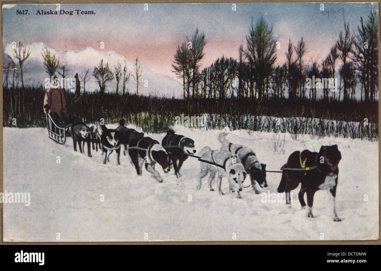 This color postcard depicts an Alaskan dog team, commonly used for ...