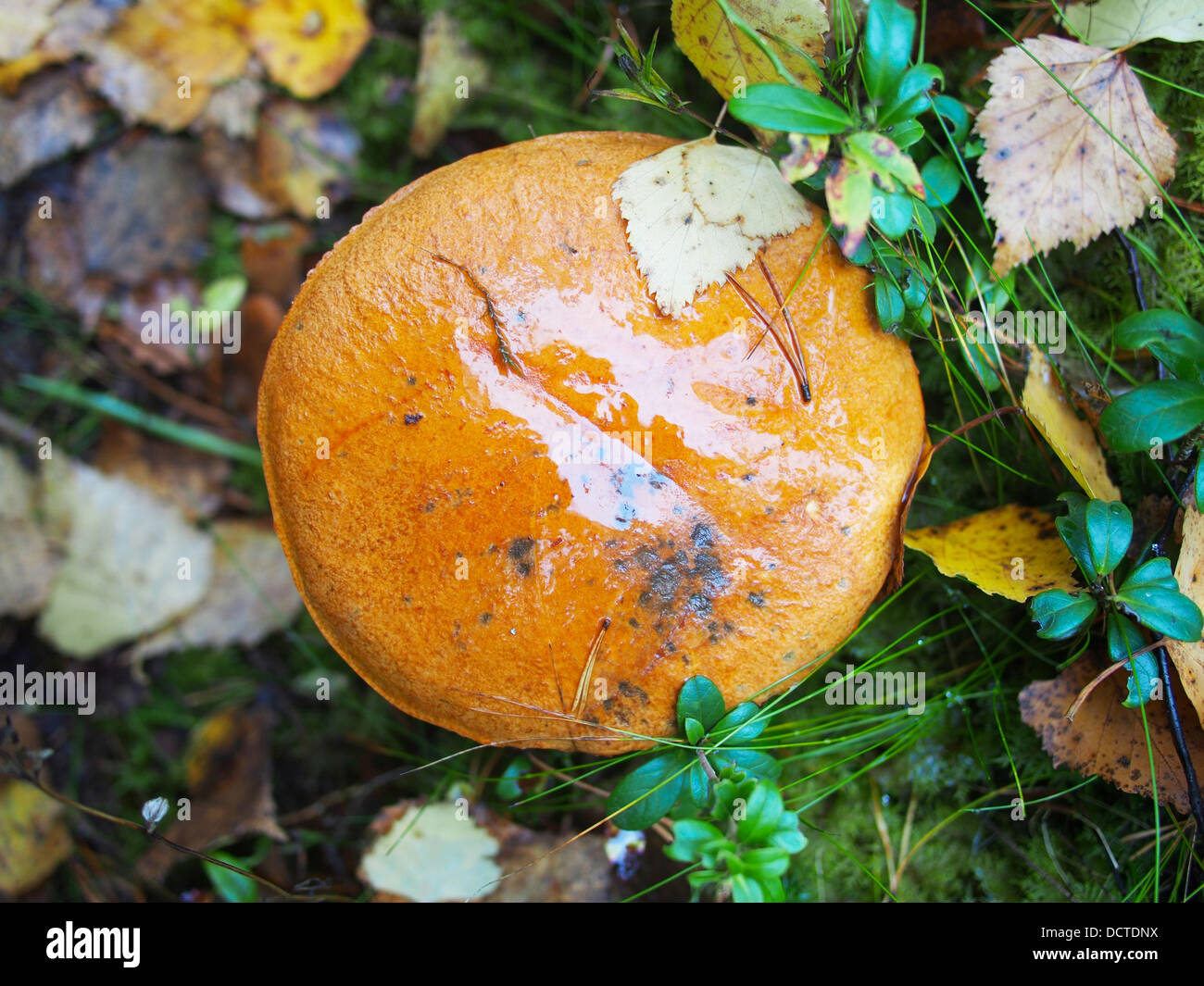 orange-cap boletus mushroom Stock Photo - Alamy