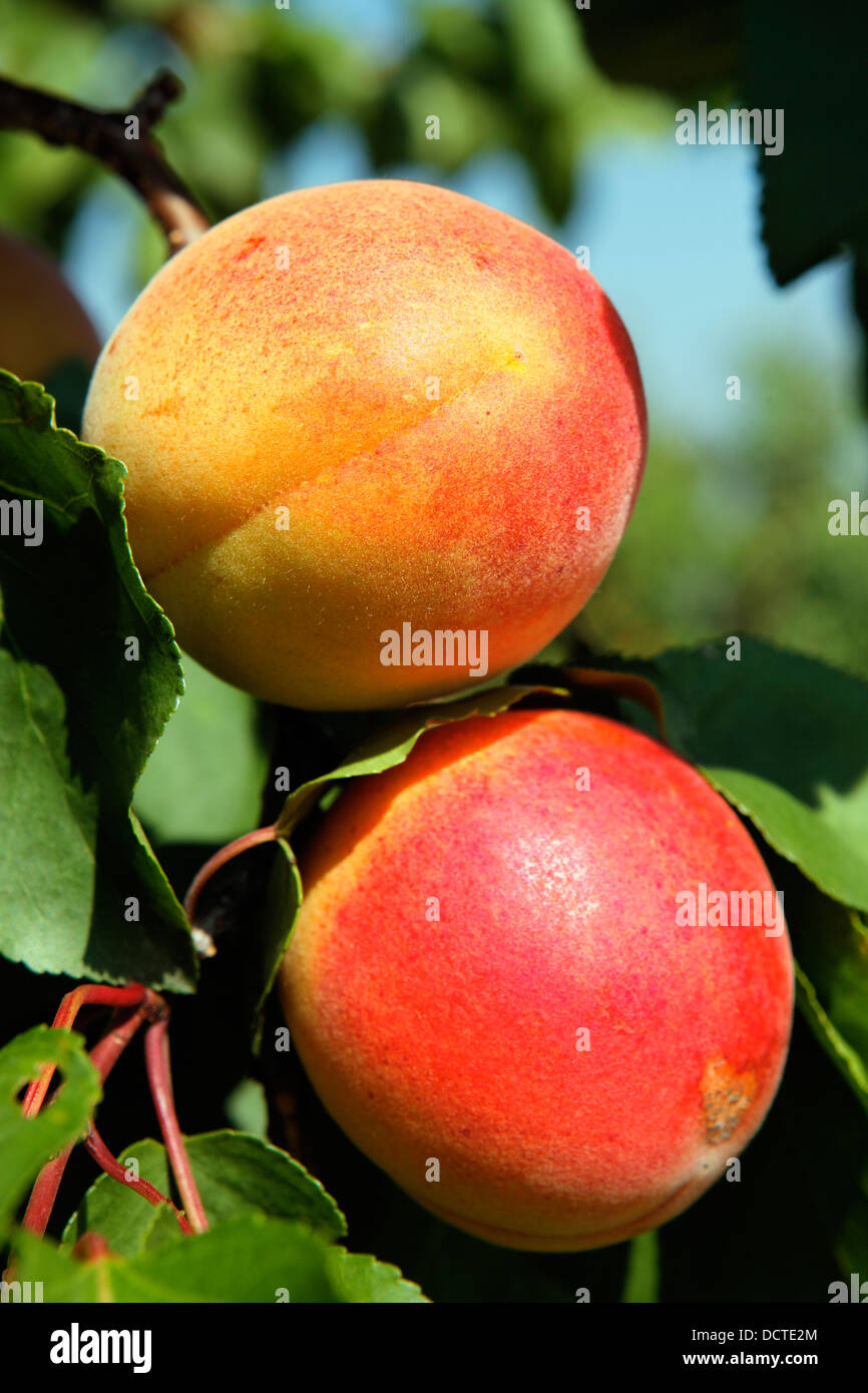 Apricot farming hi-res stock photography and images - Alamy