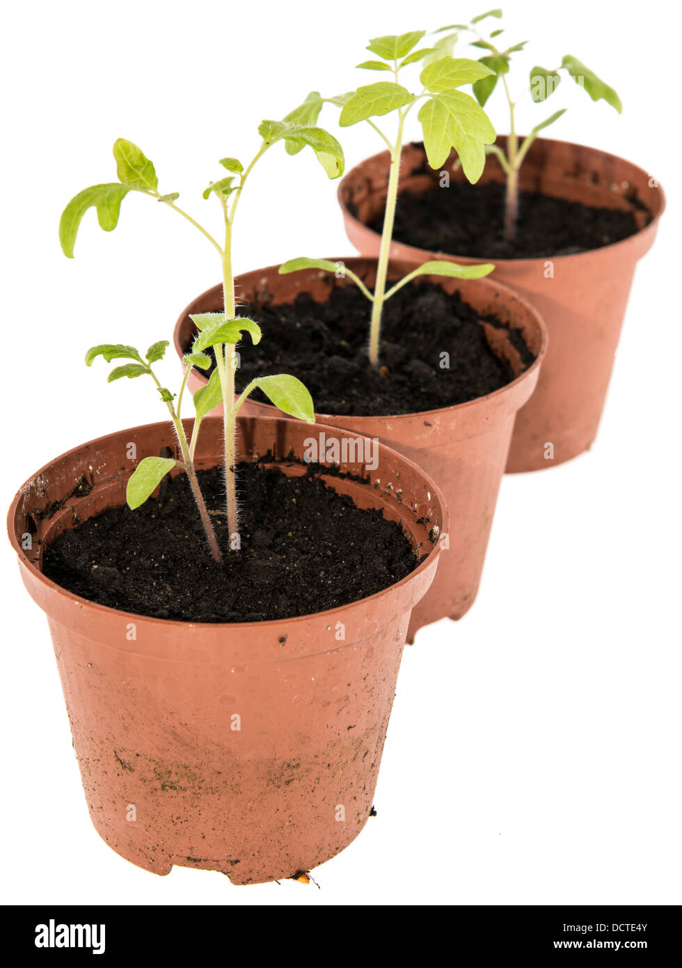 Small Tomato-Plant-Seedlings isolated on white background Stock Photo ...