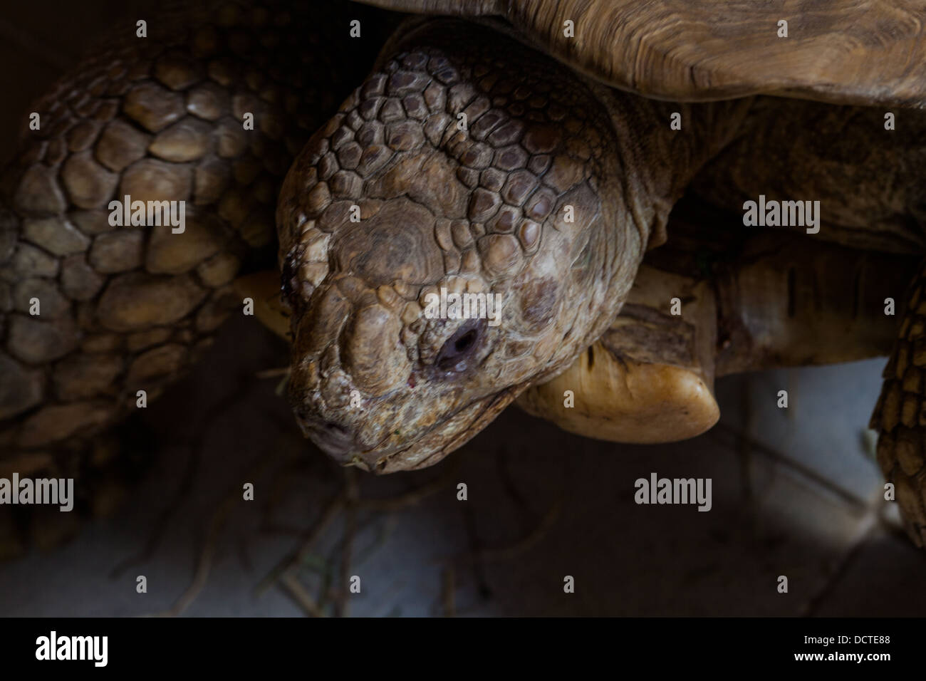 Head and face of Giant tortoise Stock Photo - Alamy