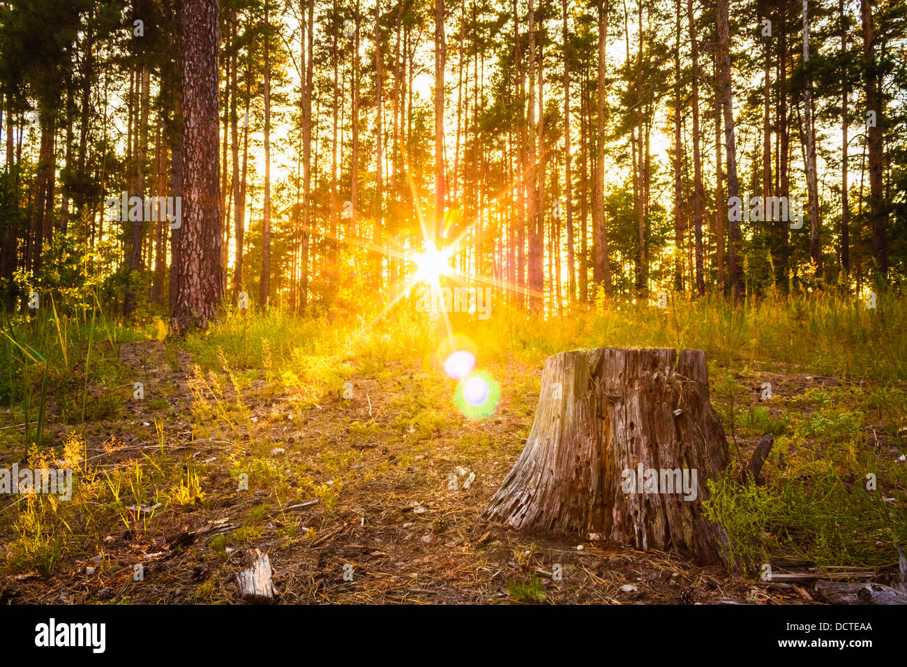 Sunlight In The Green Forest, Summer Time Stock Photo - Alamy