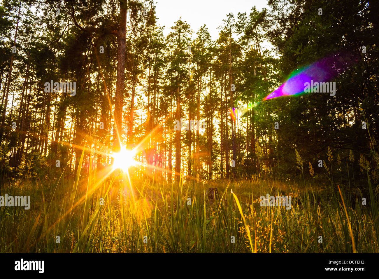 Sunlight In The Green Forest, Summer Time Stock Photo - Alamy