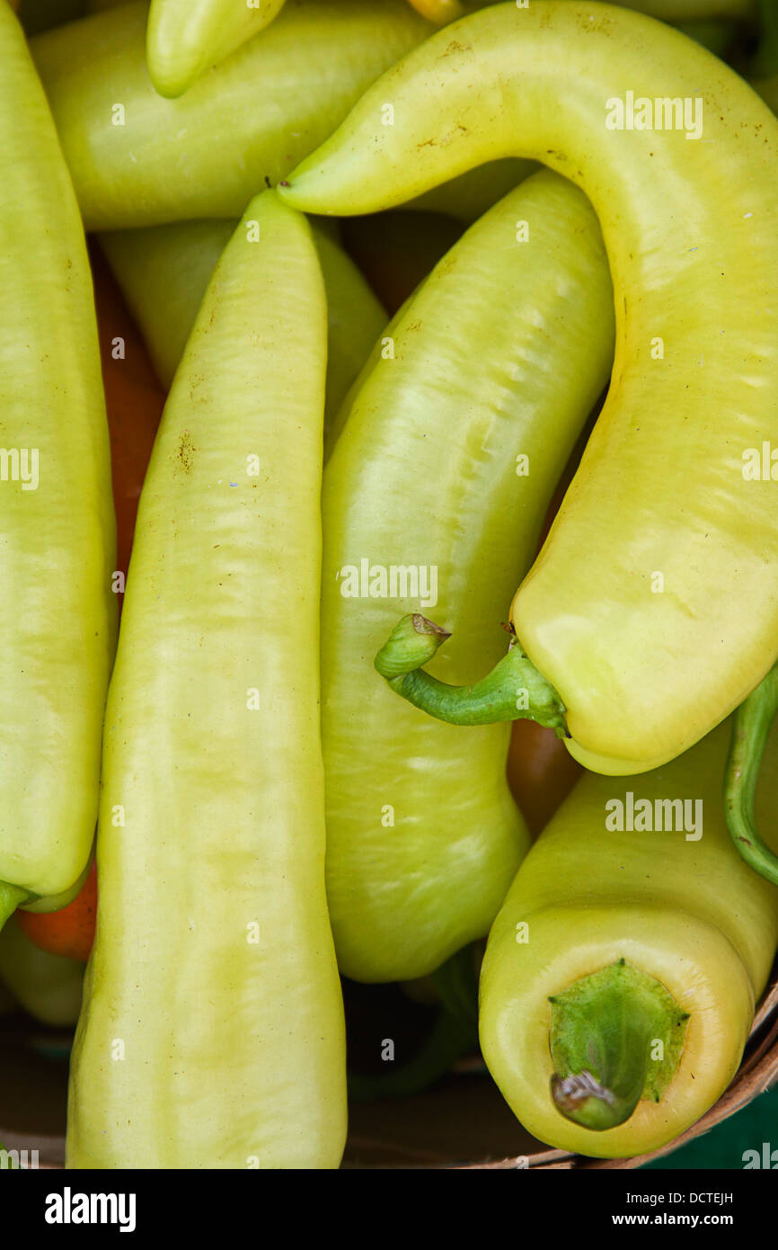 Yellow nightshade hi-res stock photography and images - Alamy