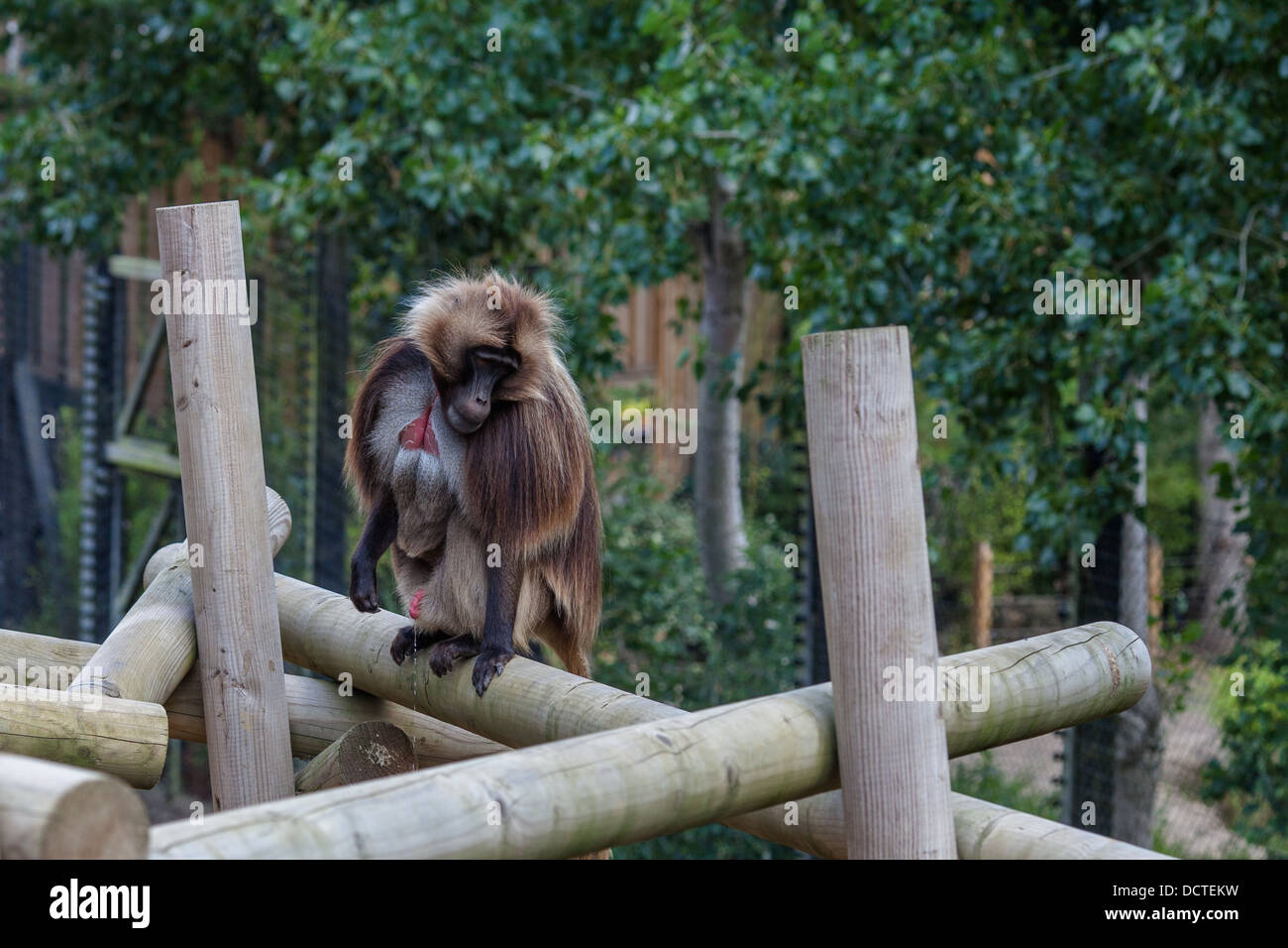 Male Gelada Baboon sitting on wood at zoo, displaying chest Stock Photo ...