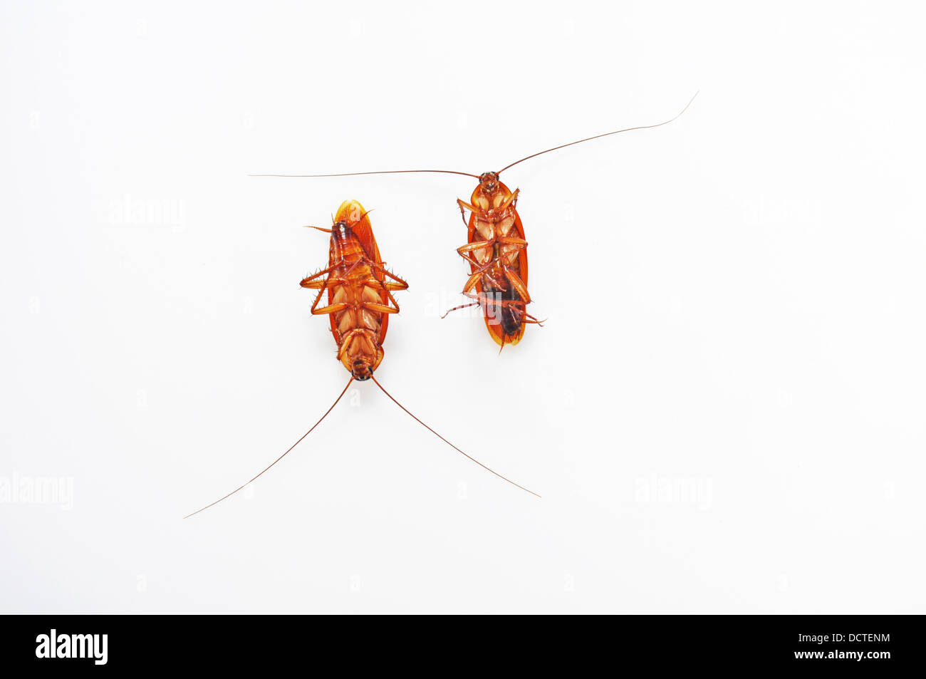 Cockroach underside hi-res stock photography and images - Alamy