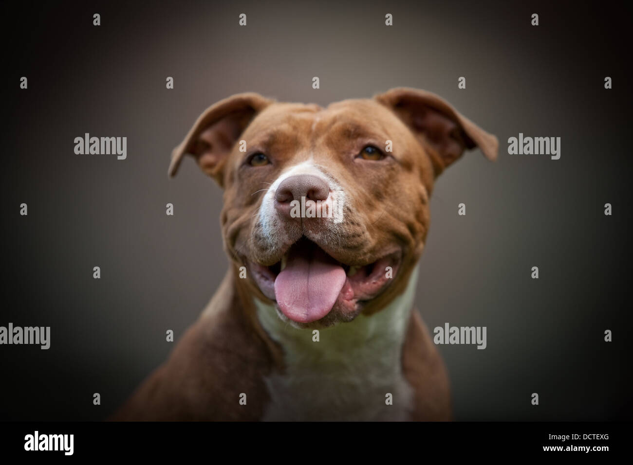 Savage dog hi-res stock photography and images - Alamy