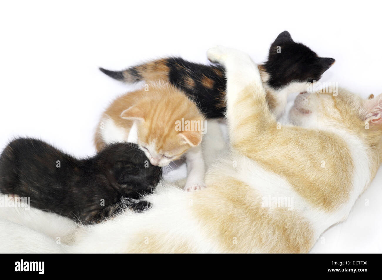 Cat family - feeding time Stock Photo - Alamy