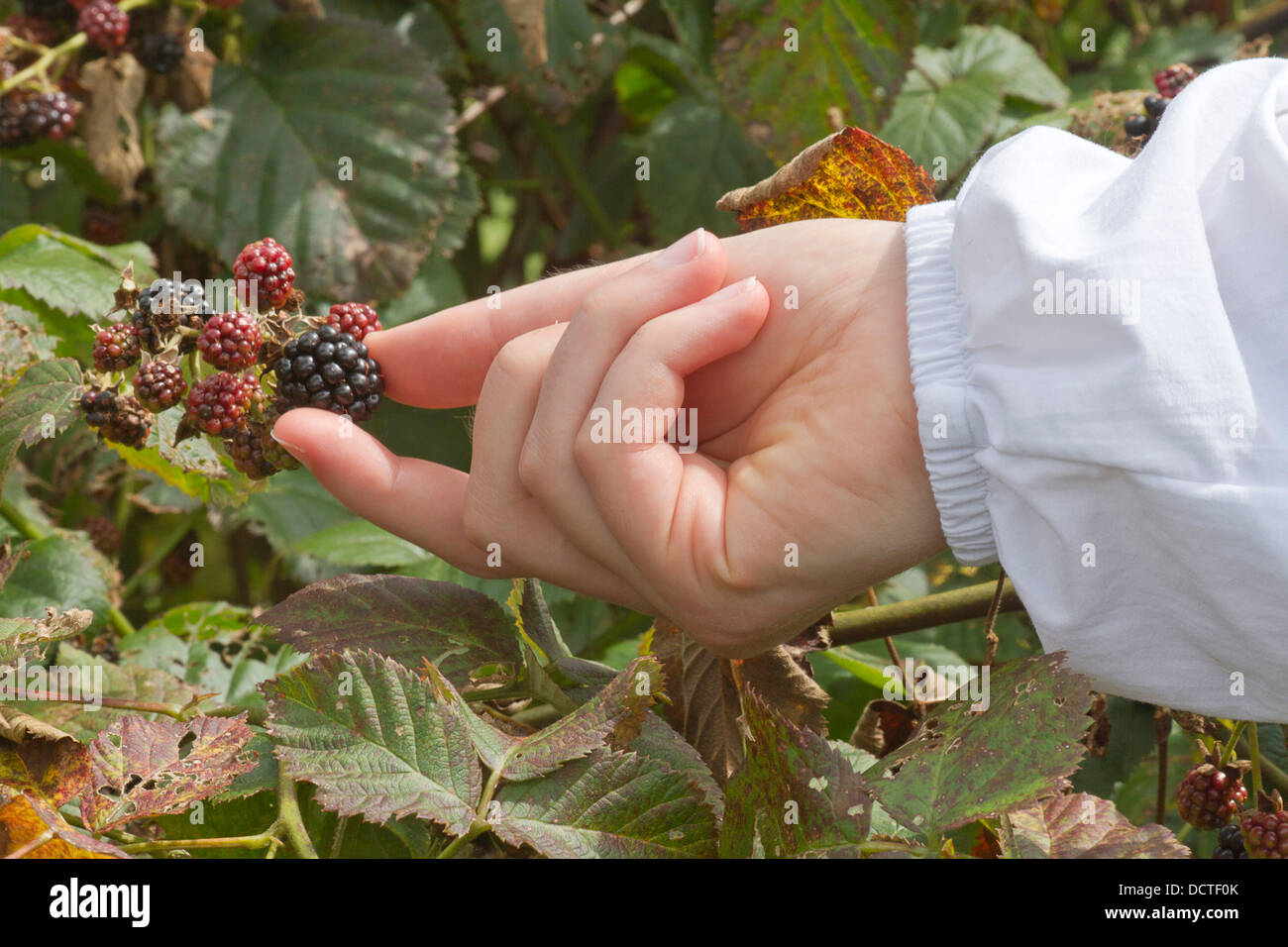 Hand picking fruit hi-res stock photography and images - Alamy