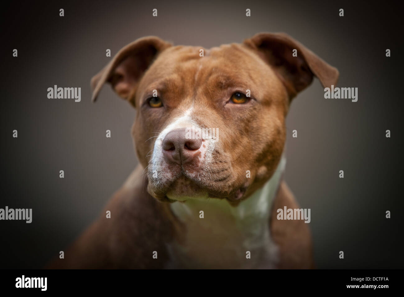 Pitbull dog teeth hi-res stock photography and images - Alamy