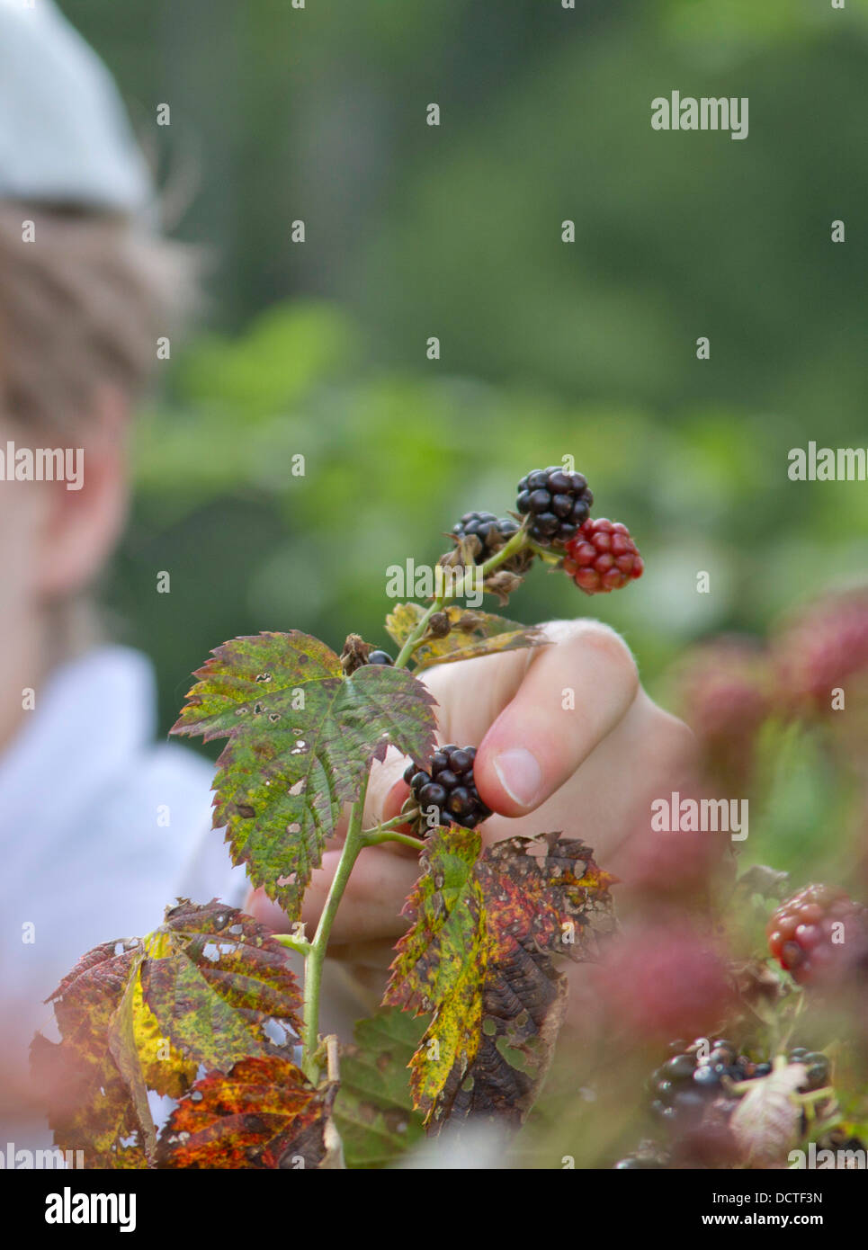 Hand picking fruit hi-res stock photography and images - Alamy