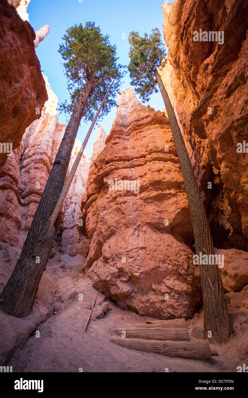 Famous trees in Bryce Canyon Stock Photo - Alamy