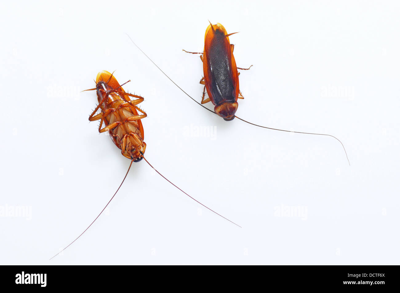 Cockroach underside hi-res stock photography and images - Alamy