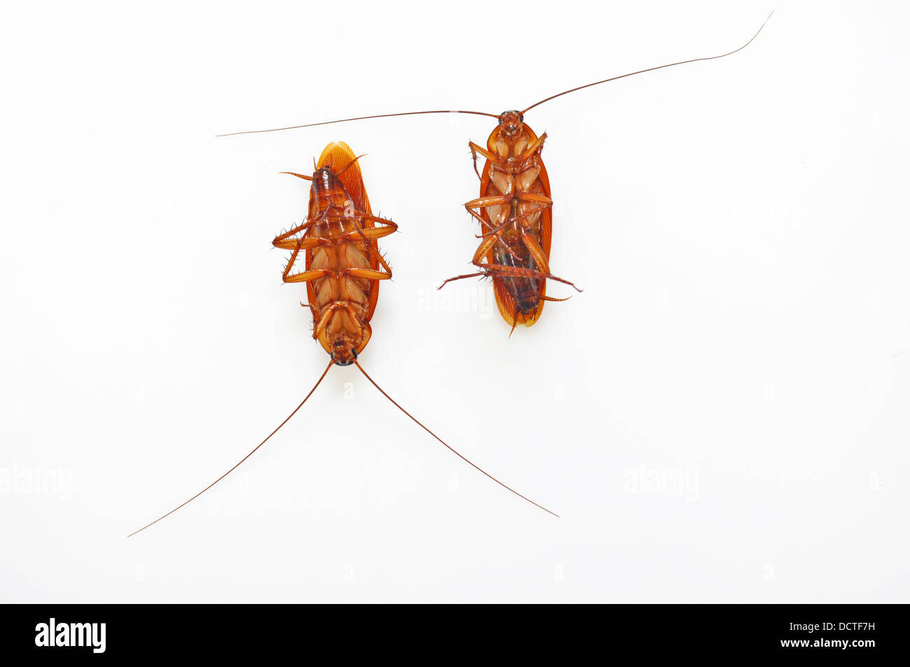 Cockroach underside hi-res stock photography and images - Alamy