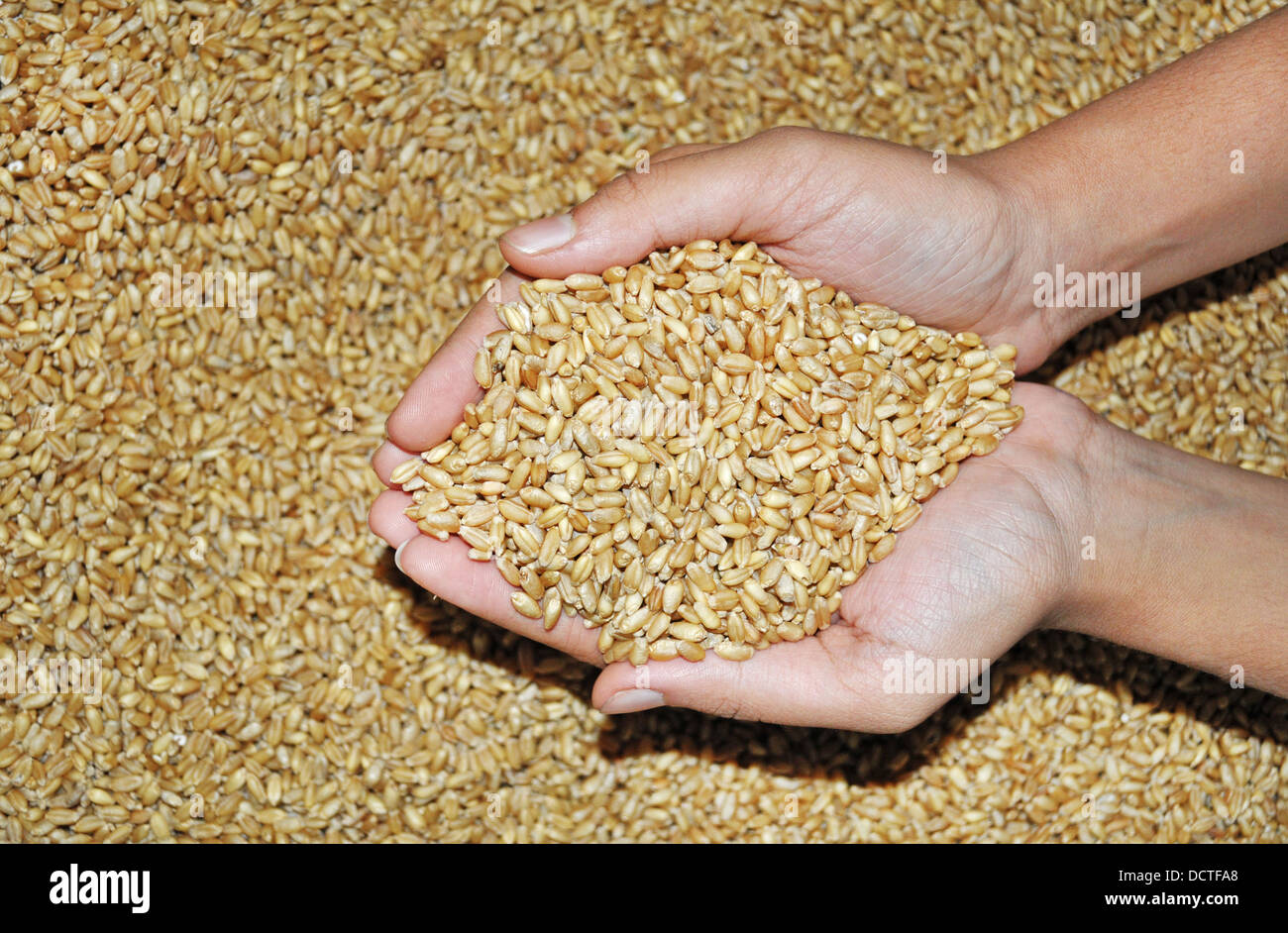 Handful of wheat grains Stock Photo - Alamy