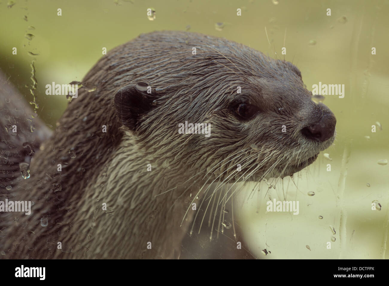 Sideway close up view of otter face through glass at zoo Stock Photo ...
