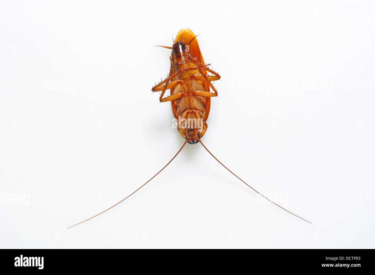 Dead cockroach hi-res stock photography and images - Alamy
