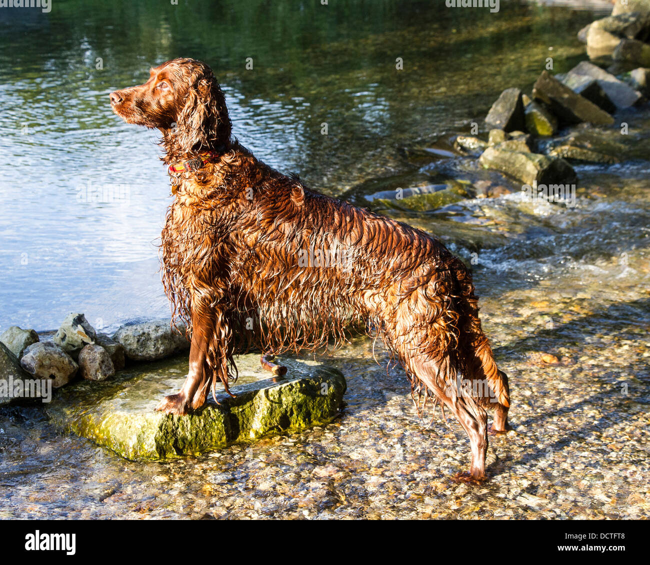 Wet Irish setter standing by river Stock Photo - Alamy
