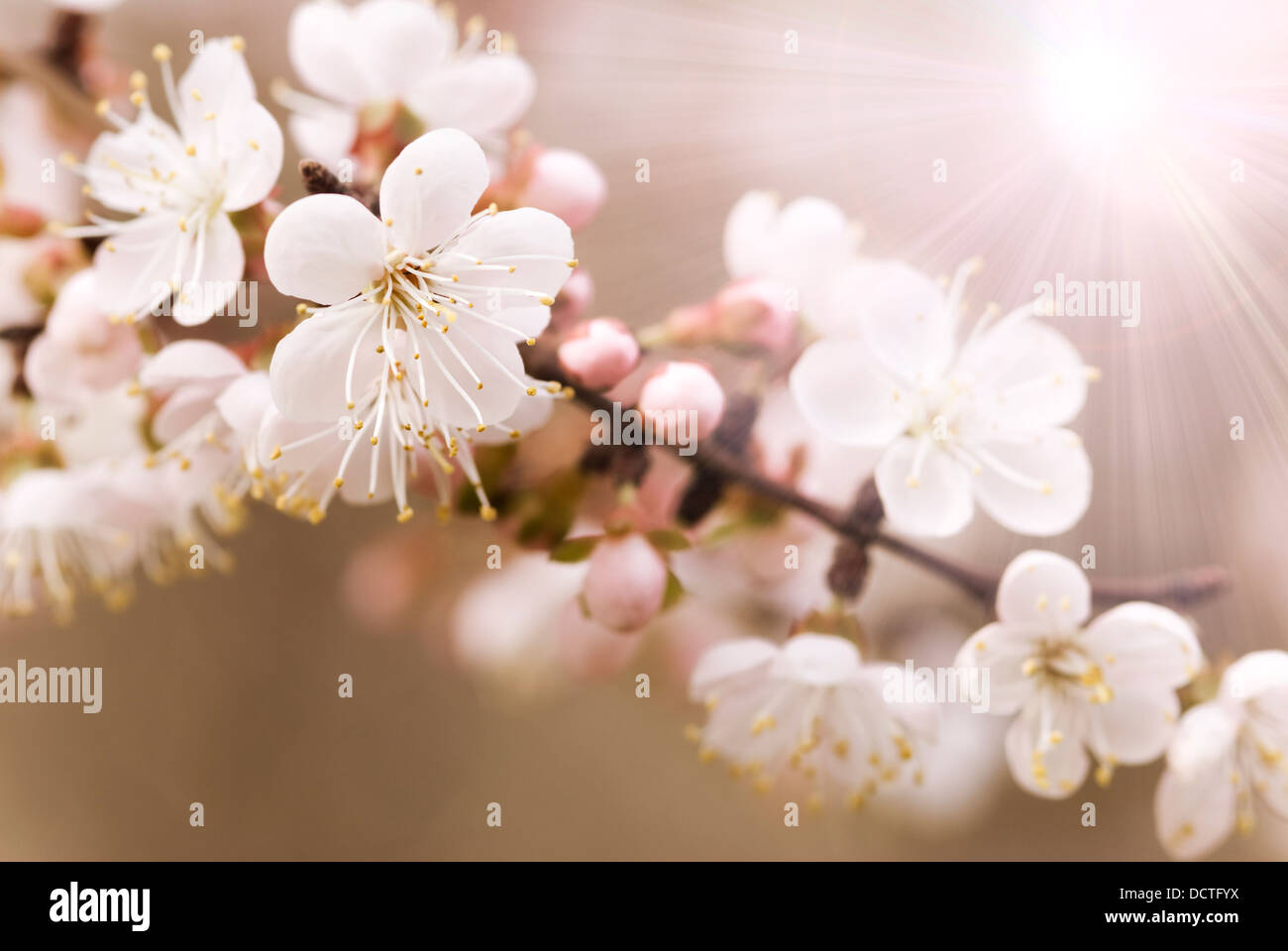 Japanese cherry tree Stock Photo - Alamy
