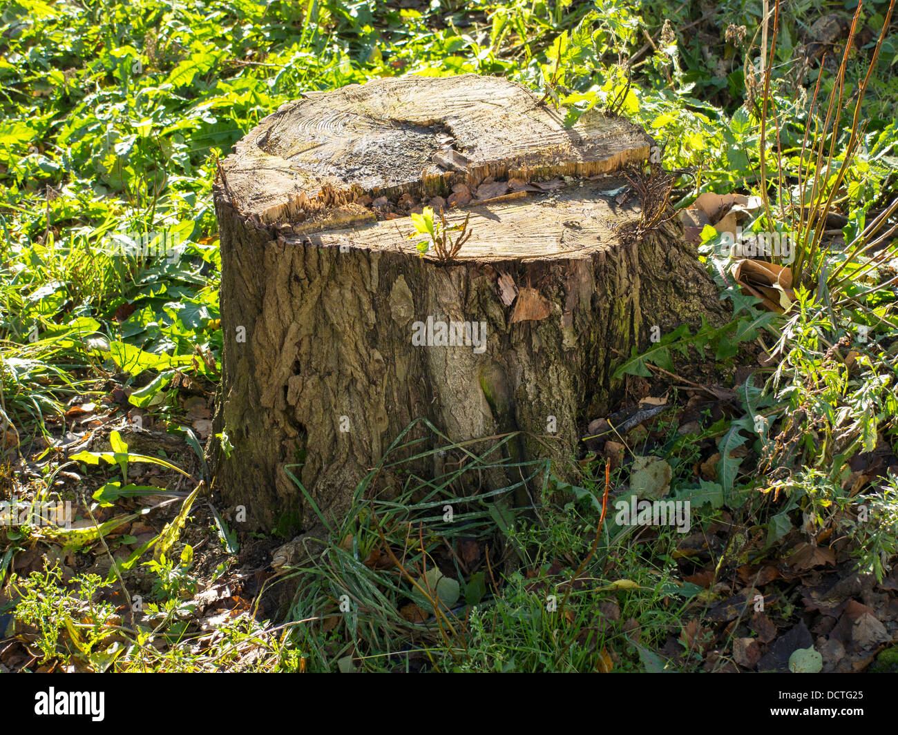Old tree stump in the spruce forest Stock Photo - Alamy