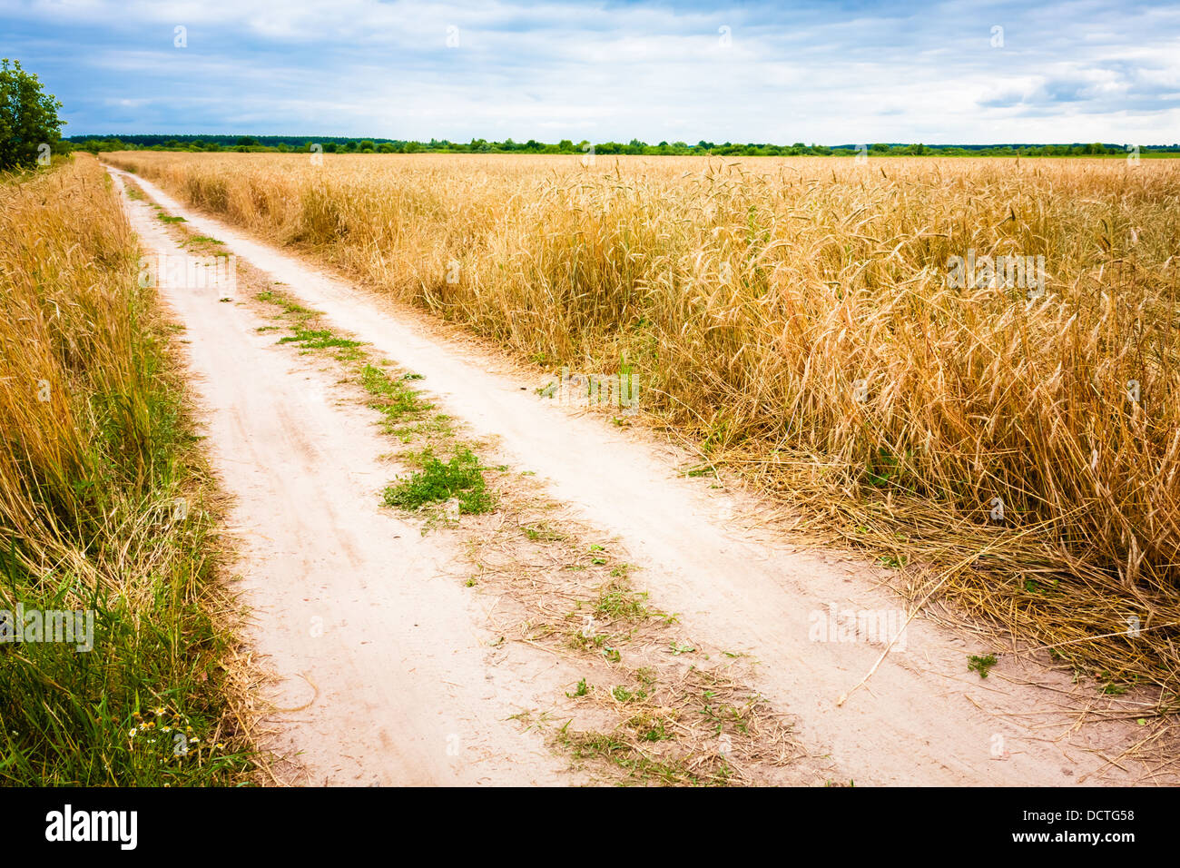 Empty Countryside Road Through Fields With Wheat Stock Photo - Alamy