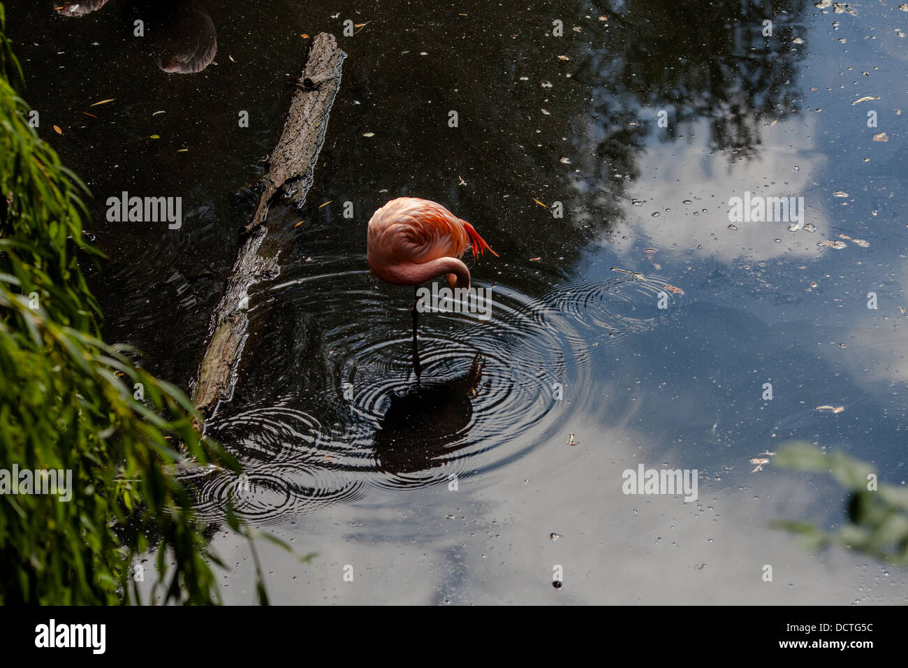 Flamingo standing on one leg in water with ripples Stock Photo - Alamy