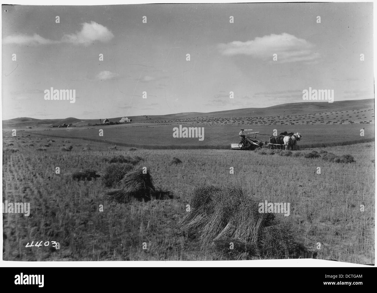 Cutting flax with horse-drawn equipment is depicted in this image ...