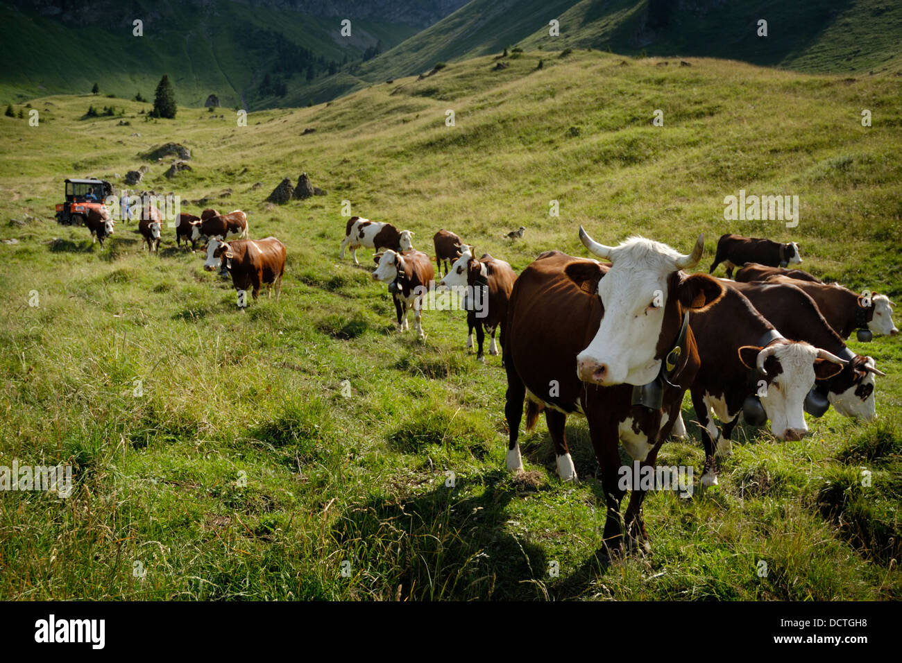 Cattle/cows/bulls being herded in Combe de Graydon at the foot of the ...
