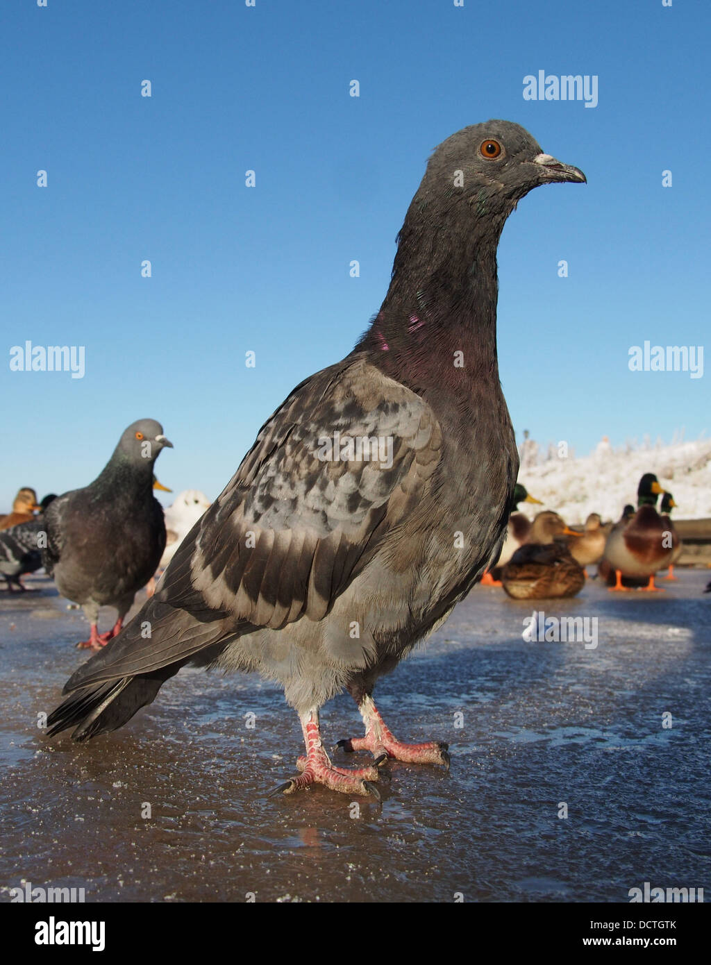 Winter bird ice claws hi-res stock photography and images - Alamy