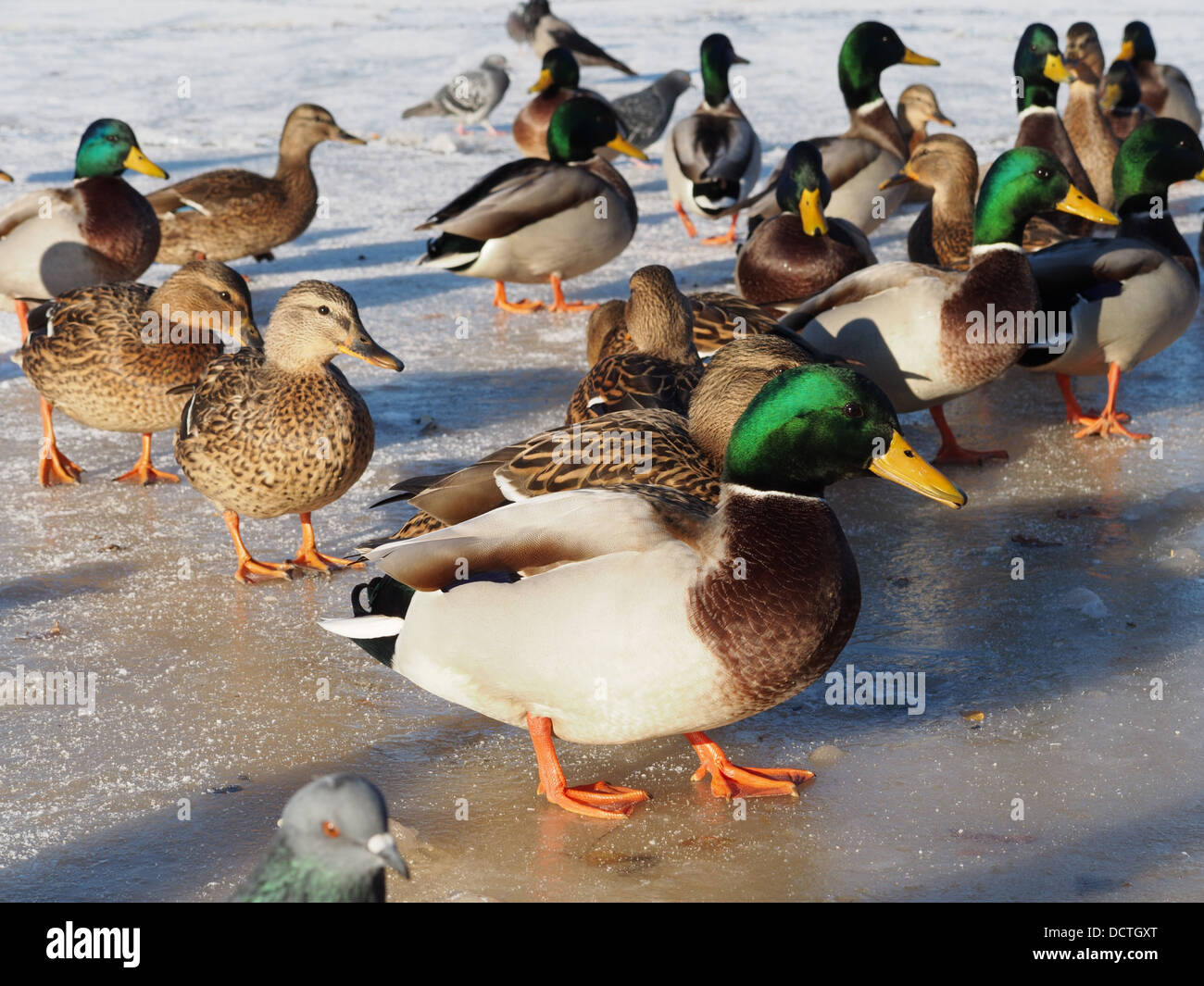 Bird sumer hi-res stock photography and images - Alamy
