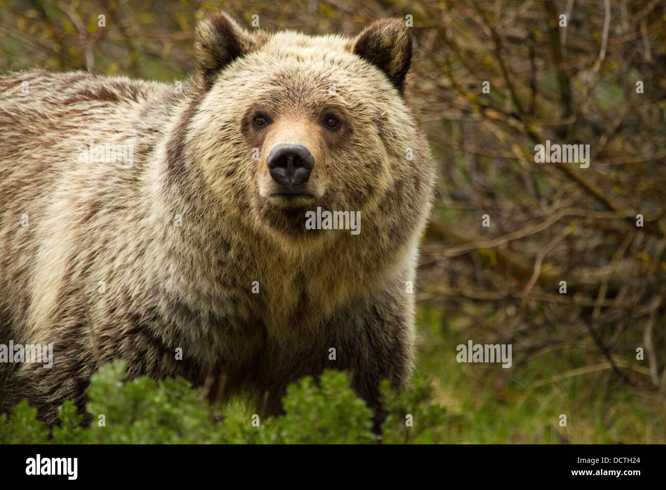 Young Grizzly Bear Stock Photo - Alamy