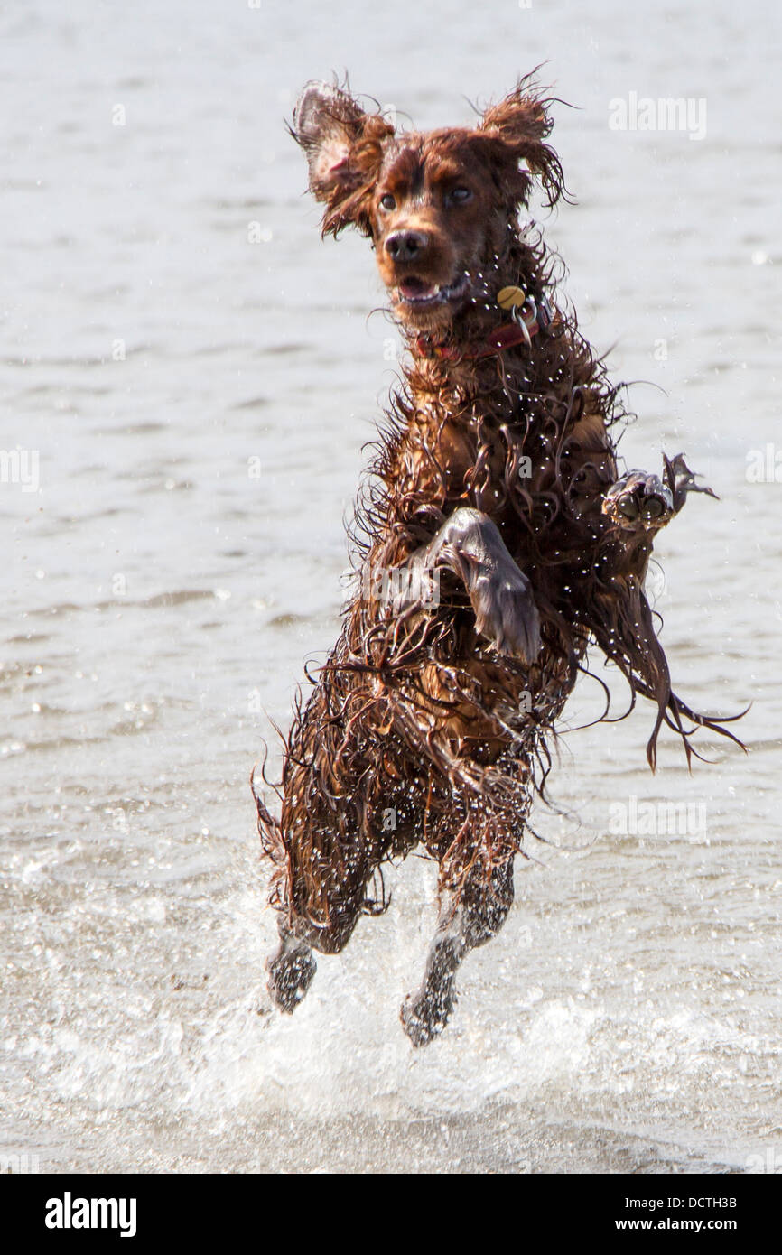 Red setter jumping hi-res stock photography and images - Alamy