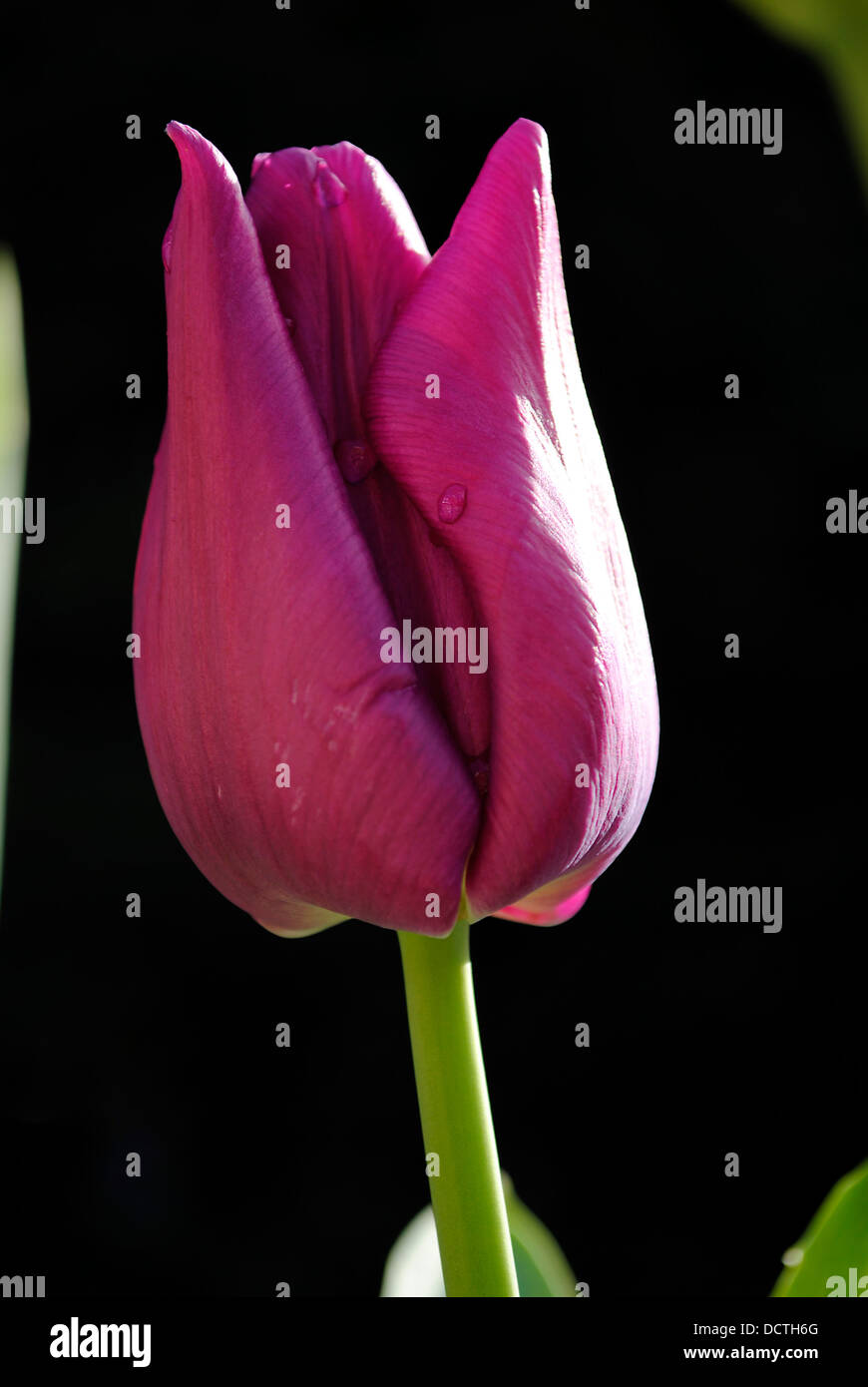 Purple Triumph Tulip Attila Stock Photo - Alamy