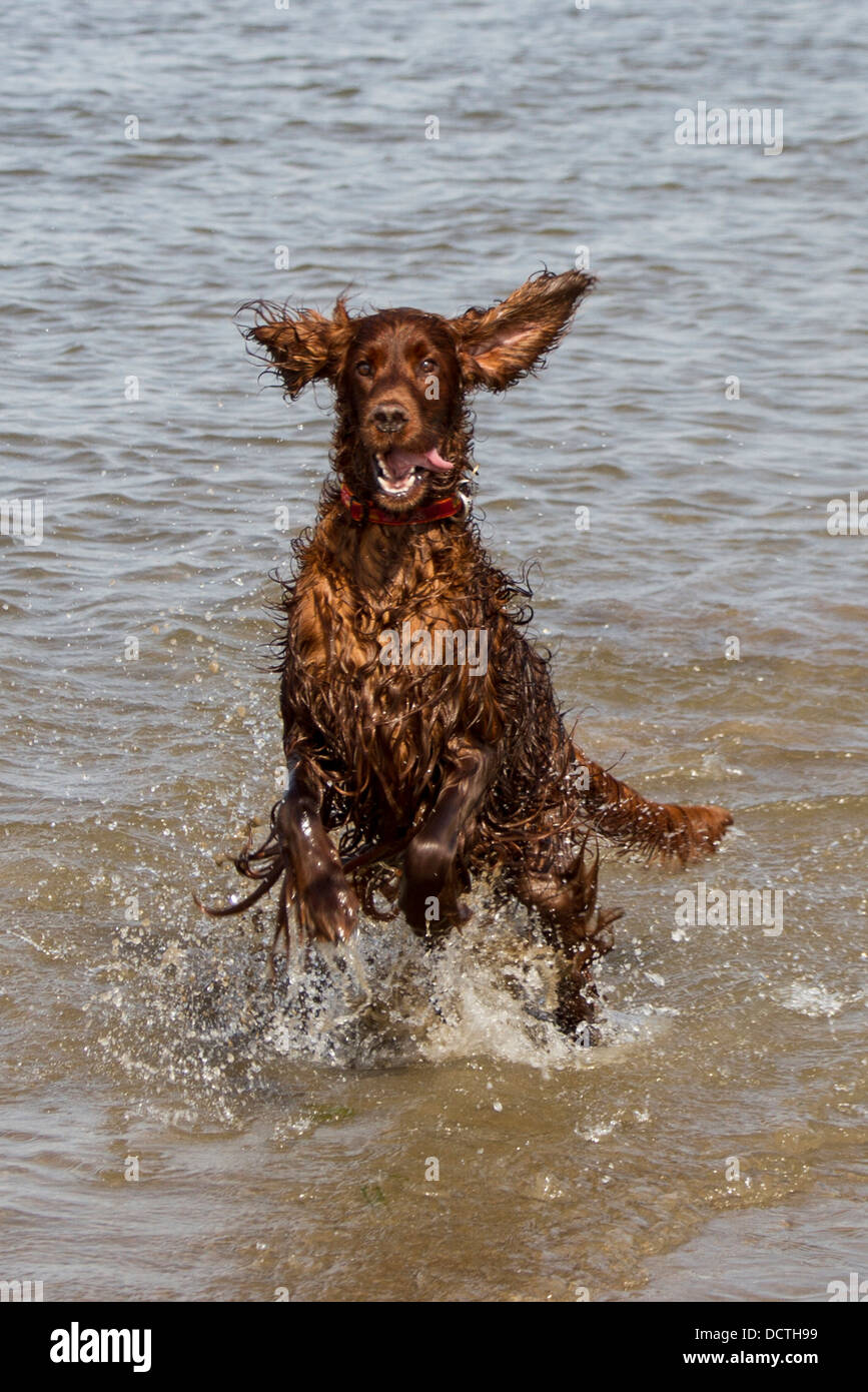 Irish setter beach hi-res stock photography and images - Alamy