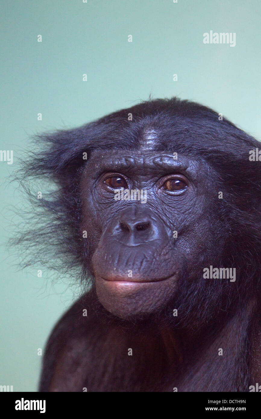 Bonobo or Dwarf Chimpanzee Pan paniscus Captive portrait Stock Photo ...