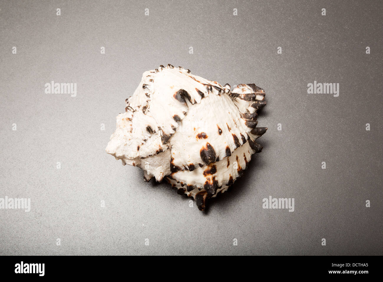 A shall on a dark reflecting background Stock Photo - Alamy