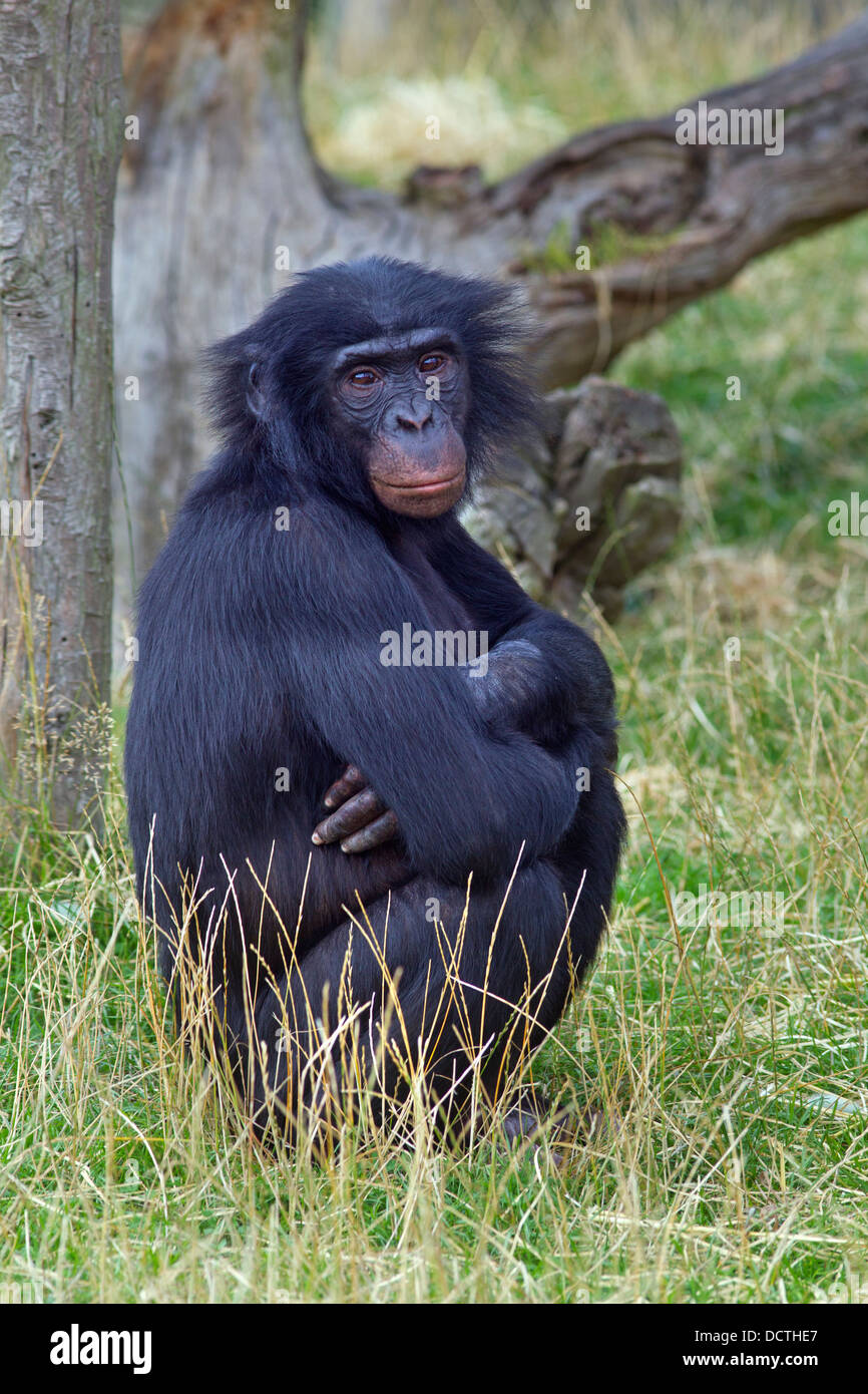 Bonobo or Dwarf Chimpanzee Pan paniscus Captive portrait Stock Photo ...