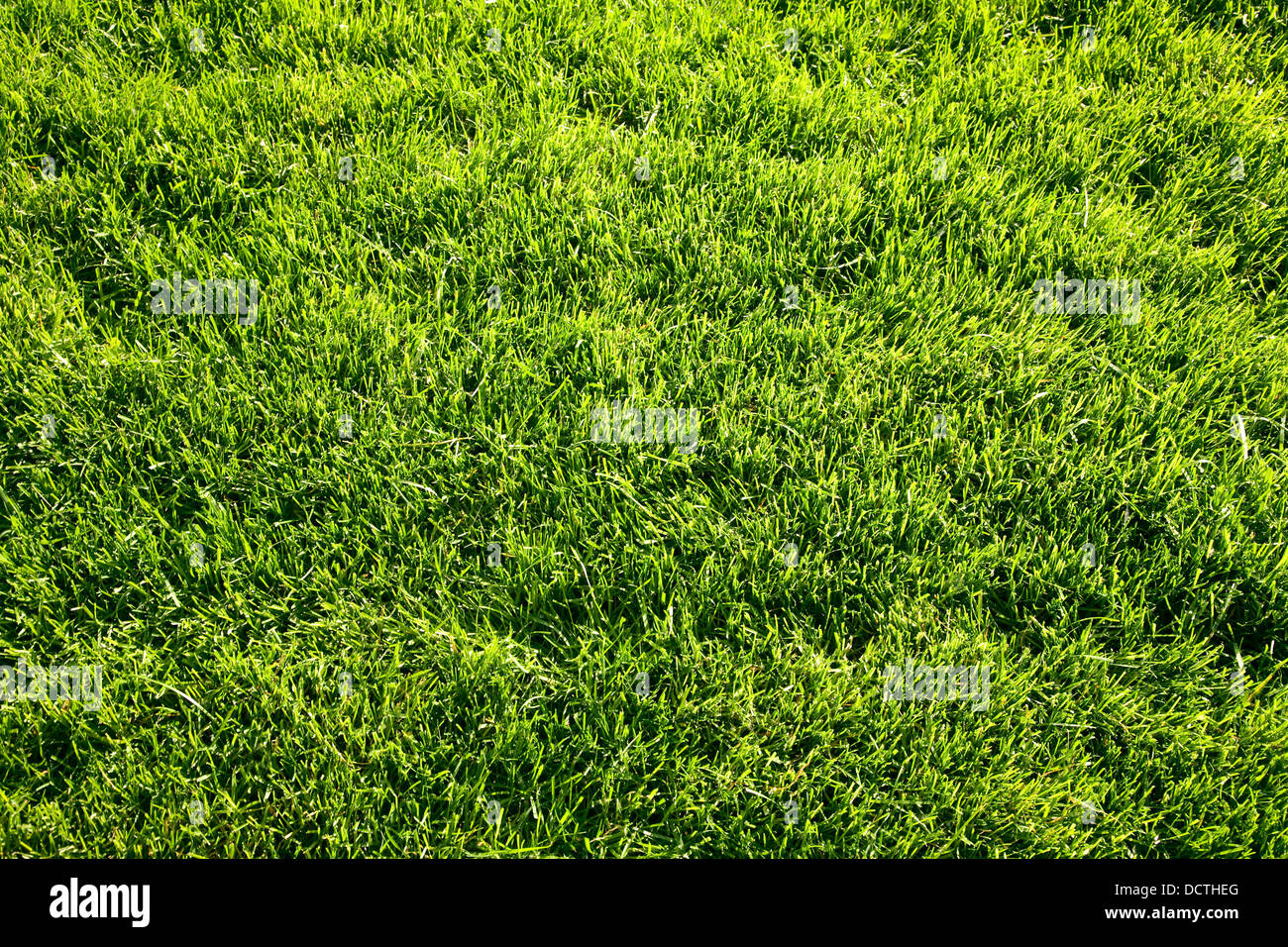 Herbage hi-res stock photography and images - Alamy