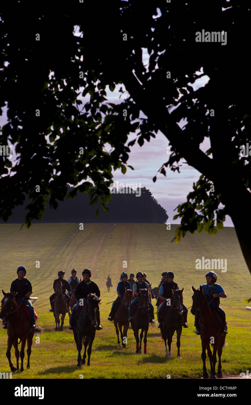 Race horses return from morning on Exercise Gallops Stock Photo - Alamy