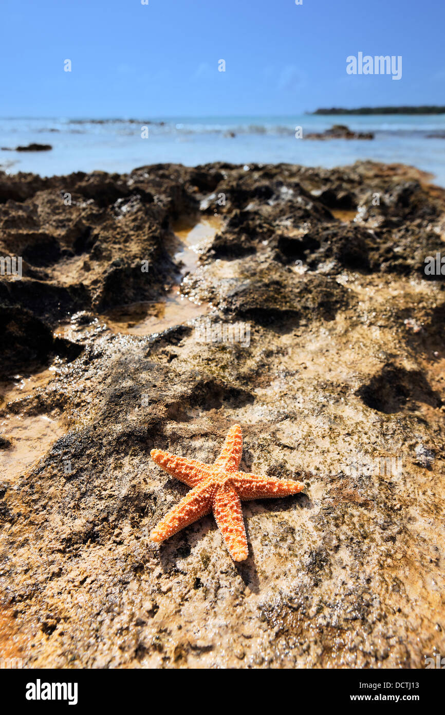Star day hi-res stock photography and images - Alamy