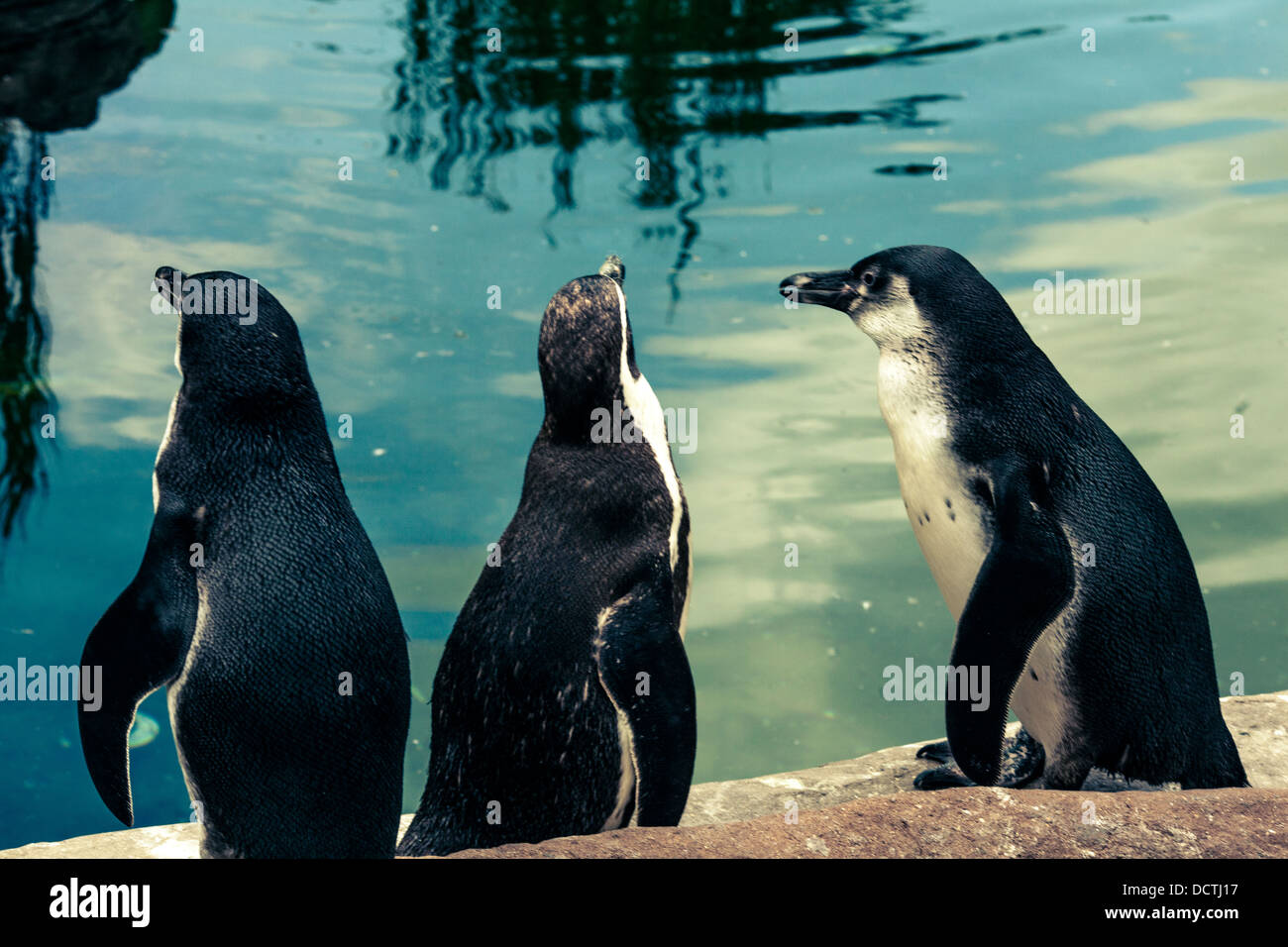 Three penguins standing by pool of water at zoo Stock Photo - Alamy