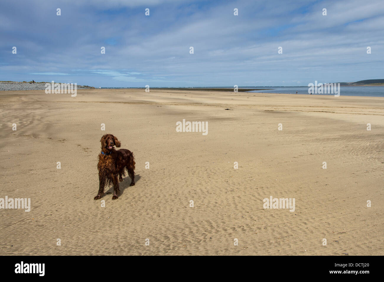 Irish Setter Beach High Resolution Stock Photography and Images - Alamy
