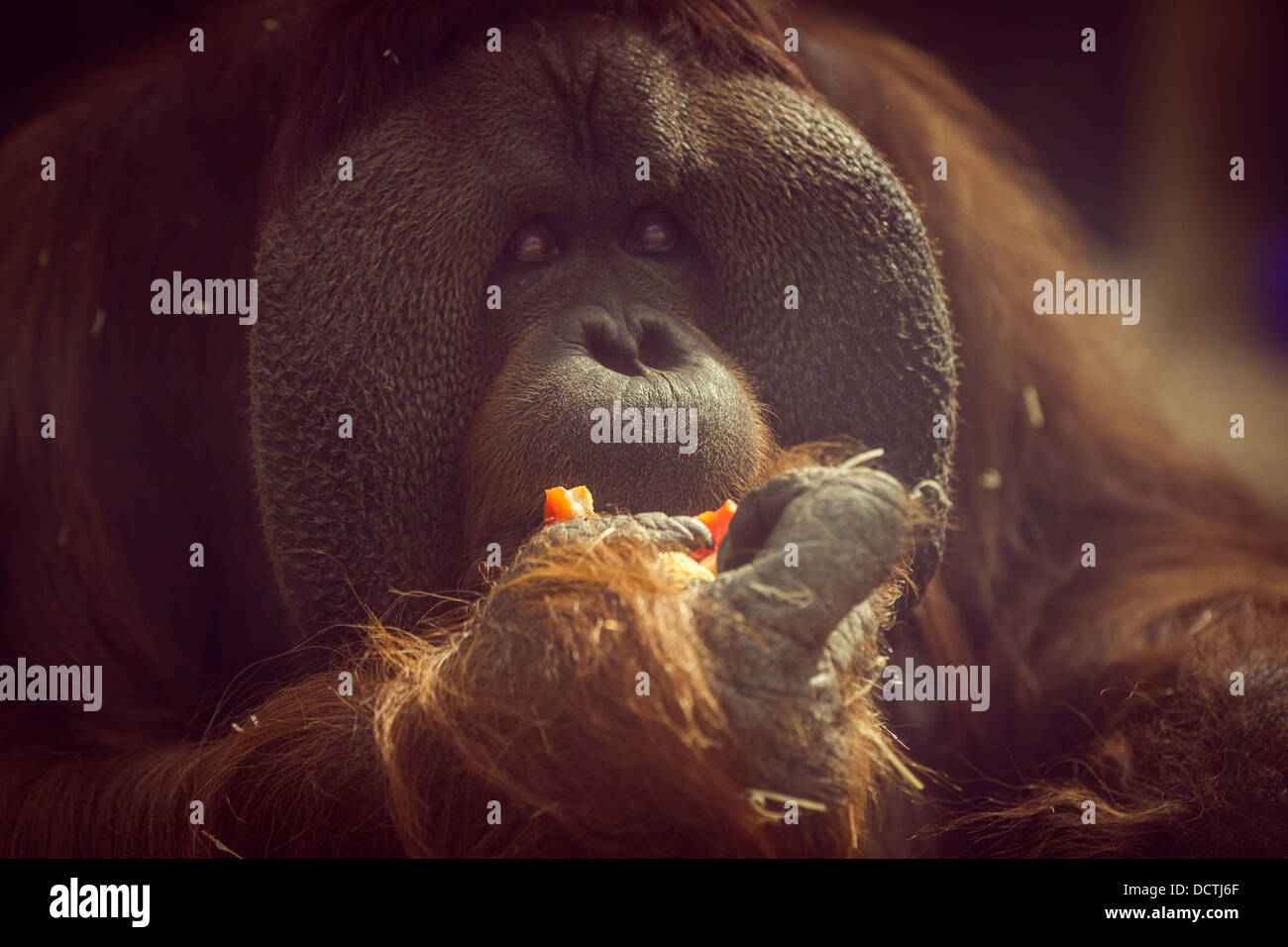 Eating at zoo hi-res stock photography and images - Alamy