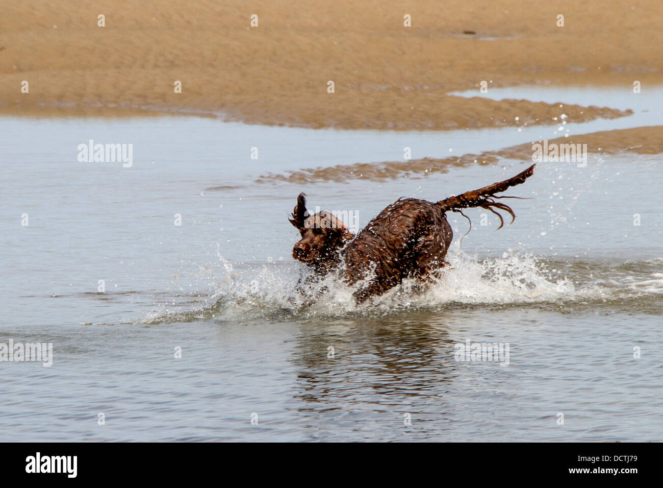 Irish setter playing in pool on beach at low tide Stock Photo - Alamy