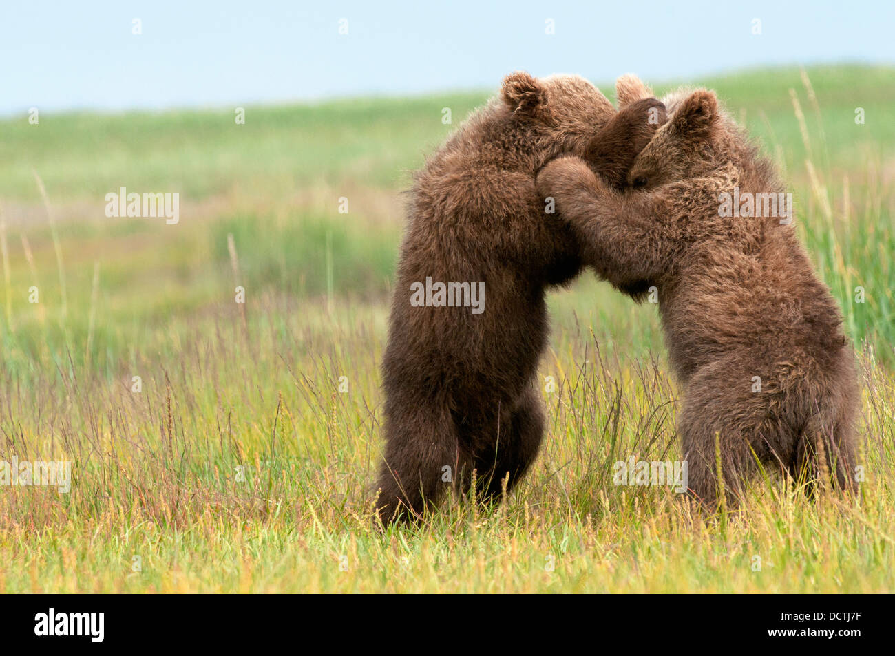 Bear standing on two legs hi-res stock photography and images - Alamy